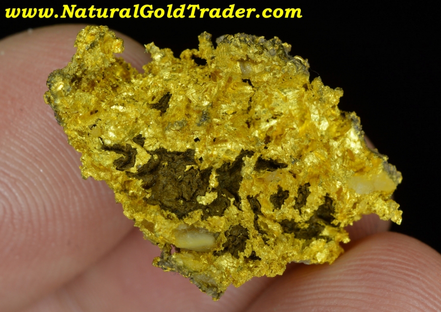 8.98 Gram Latrobe California Knockout Gold Specimen