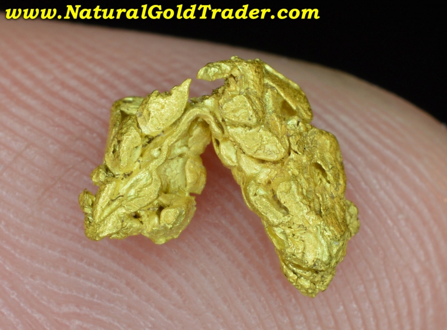 1.28 Gram Majuba Mountain Nevada Gold Specimen