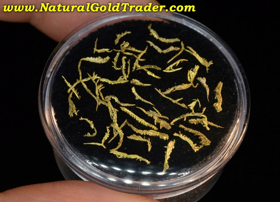 .60 Grams Liberty Washington Wire Gold Crystallized Specimens