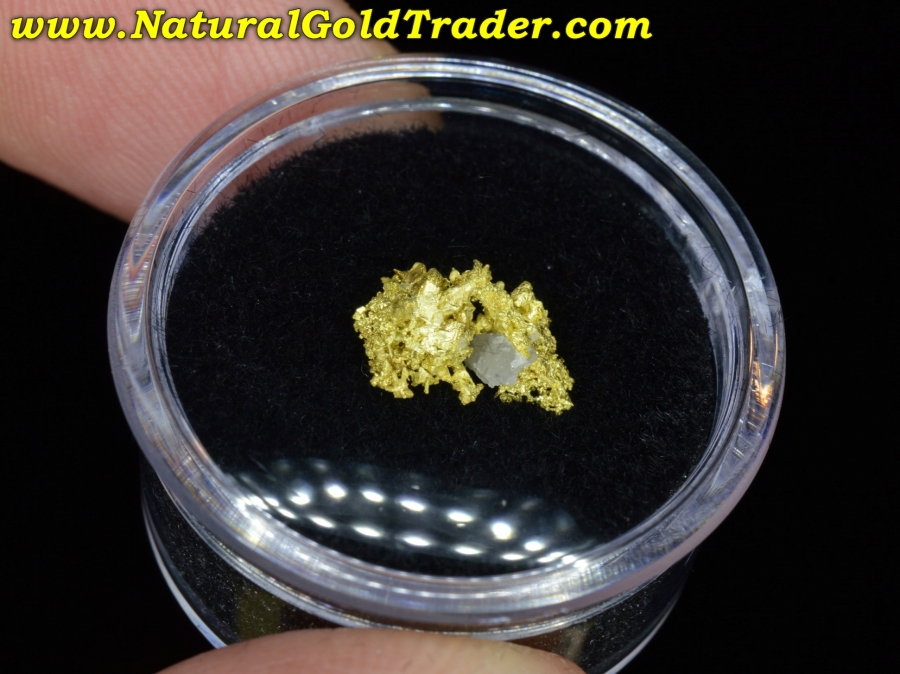1.01 Gram Idaho High-Grade Crystallized Gold Specimen
