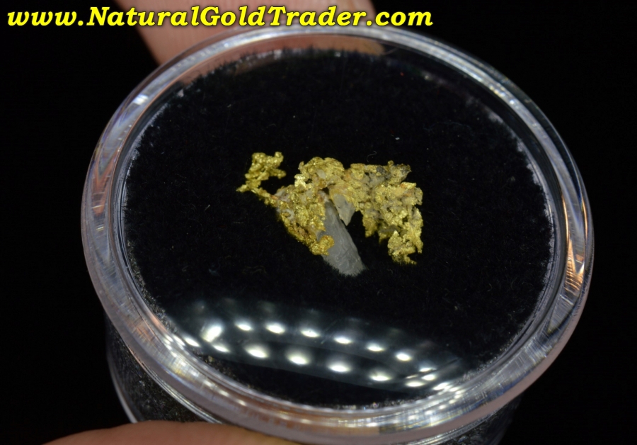.49 Gram Belshazzar Mine Idaho Gold Specimen