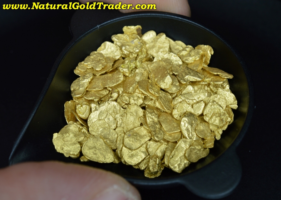 15.58 Grams of Oregon Placer Gold Pickers