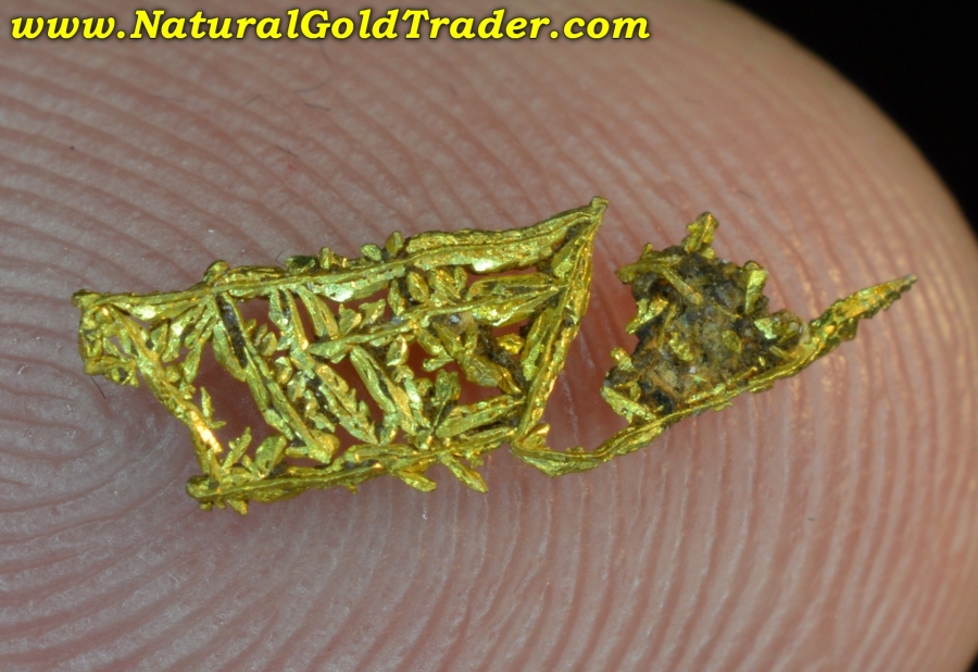 .15 Gram Liberty Washington Crystallized Gold Specimen