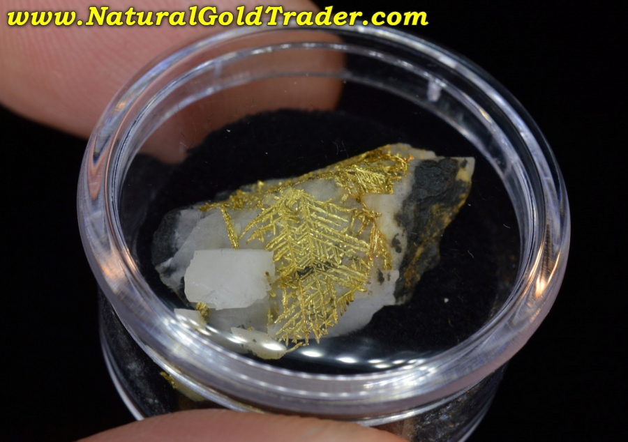 4.12 Gram Liberty Washington Rare & Insane Crystallized Gold Specimen