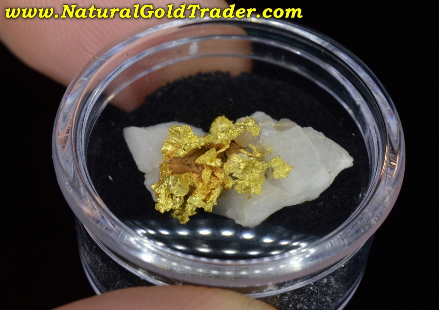 3.10 Gram Coloma California Gold & Quartz Specimen